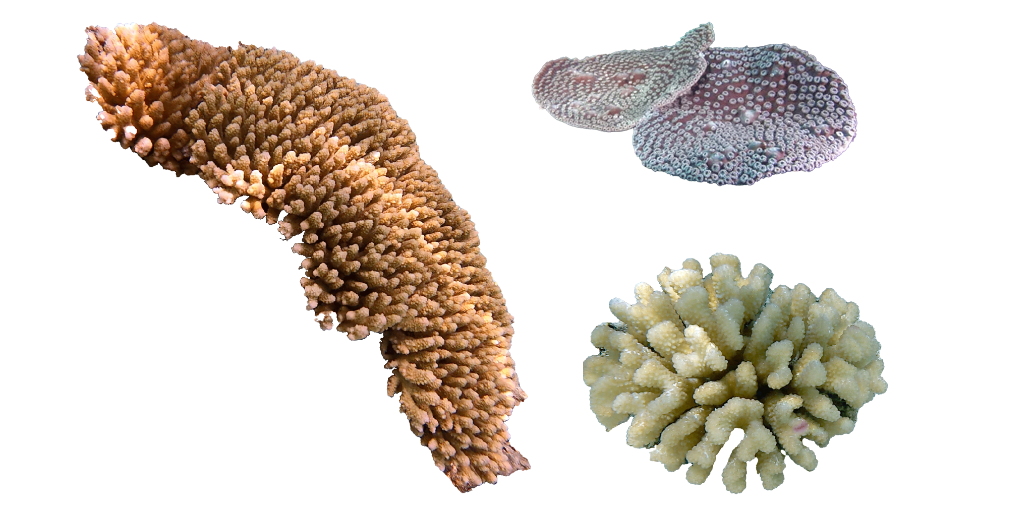 Coral skeleton formation rate determines resilience to acidifying ...